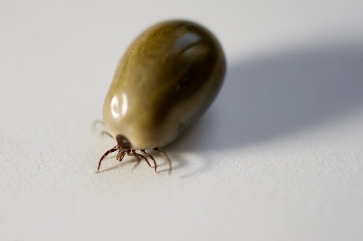 Facebook: “A Giant Blood-Engorged Tick Hanging off Your Frontal Lobe ...