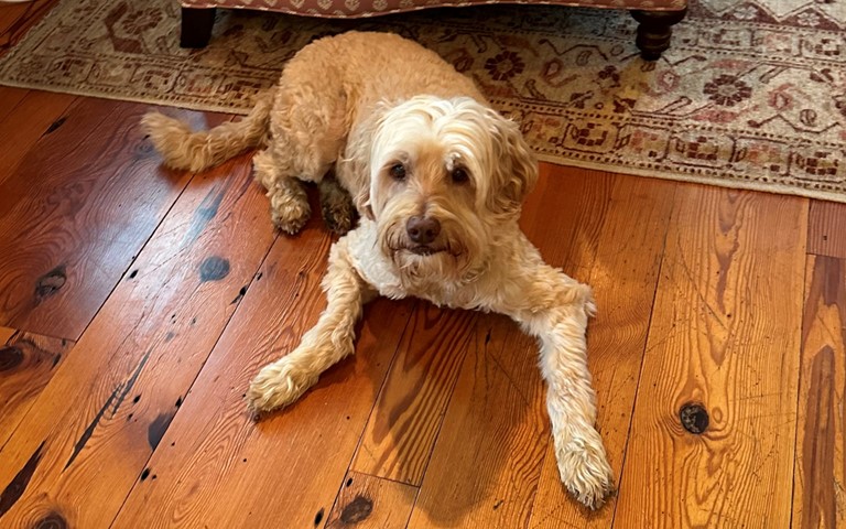 Meet Our Dog Louis, We’re One of Those... - Your Survival Guy